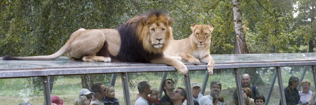 Thoiry, Zoosafari – APACE Loisirs